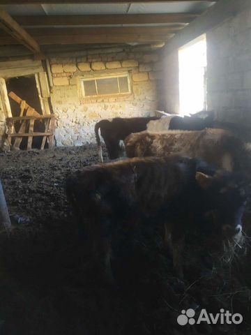 Бычки от 1 до 1.5 годовалые 3