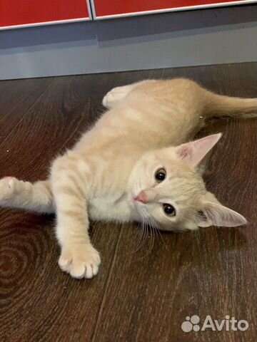 Котенок бесплатно