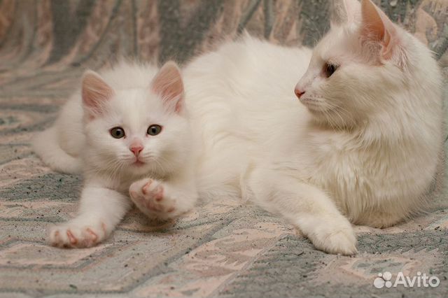 Белые ангорские котята