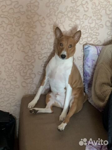 Вязка бассенджи