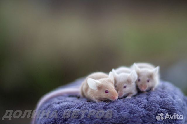 Кремовые ручные мышата