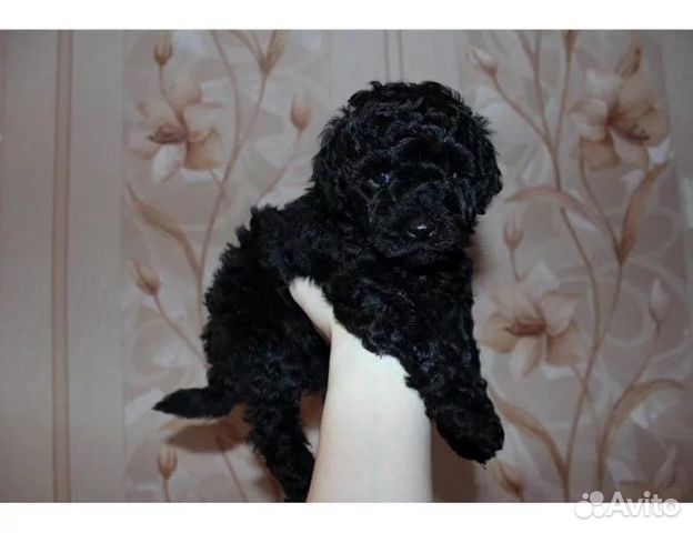 Той-пудель мини