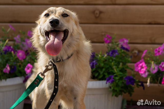 Милая собака улыбака в добрые руки