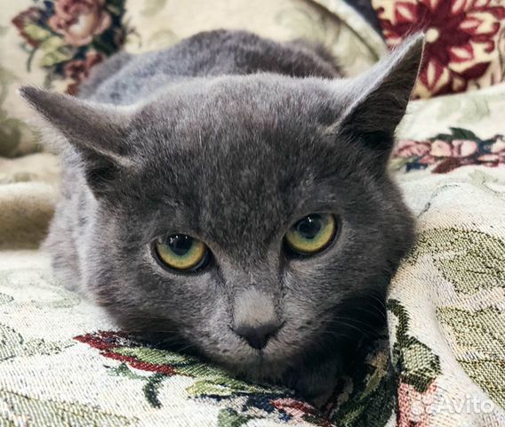 Отдам серого котенка в добрые руки