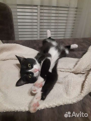 Котенок в добрые руки мальчик