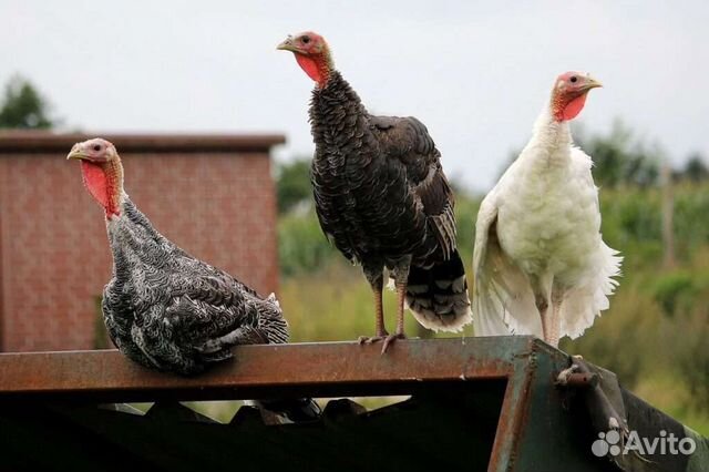 Индюки индюшата