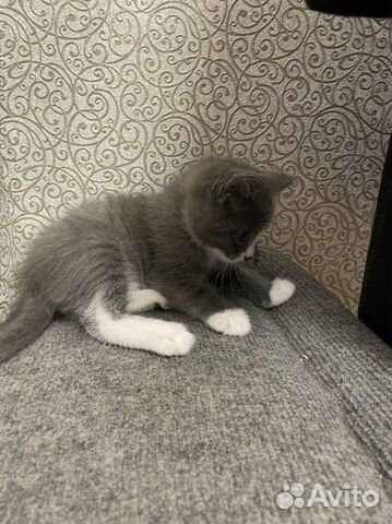 Котята серенькие