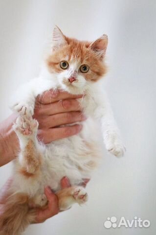 Котёнок Гарфилд в добрые руки