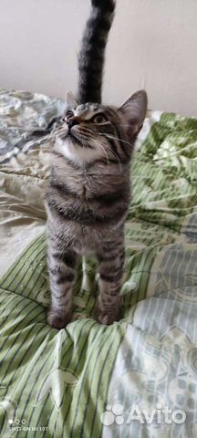 Котёнок полосатый