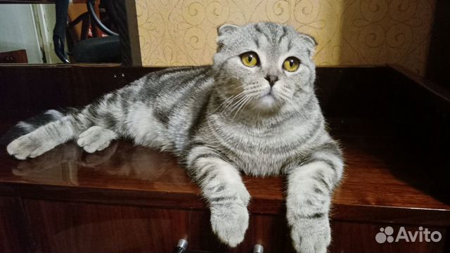 Томас-помидорик ищет свою семью