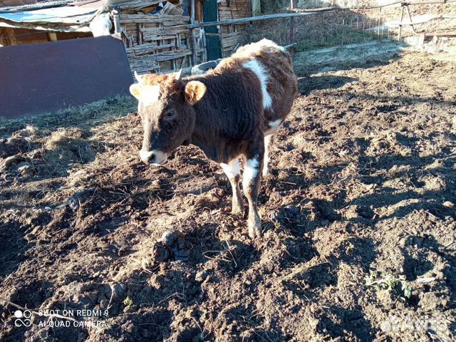 Корова телка