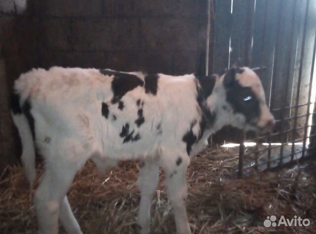 Бычок 10 дневный