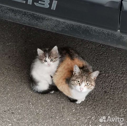 Котята