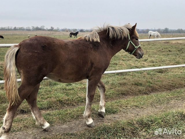 Продажа лошадей