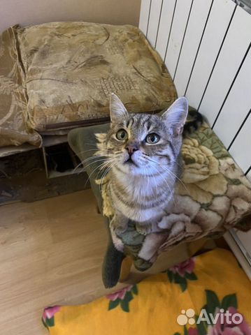 Котик 5 месяцев