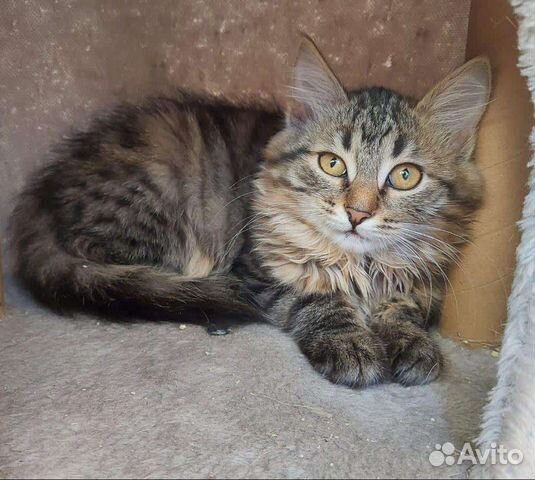 Котята полосатые в дар 2,5 мес