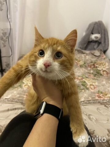 Кошки