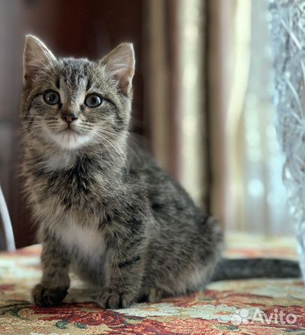 Котенок серый полосатый с белой грудкой