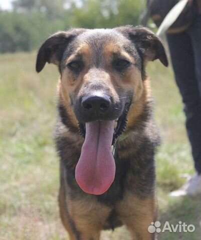 Ласковый молодой активный пес 1 год