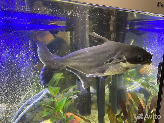 Акулий сом аквариумный пангасиус