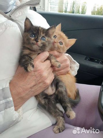 Чудесные котятки ищут дом
