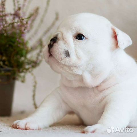 Девочка Английский бульдог