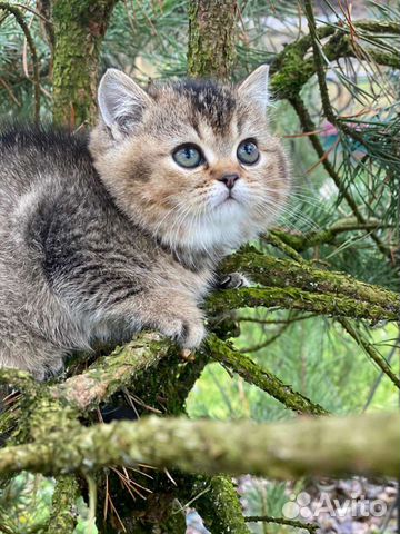 Белка-летяга