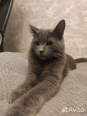 Отдам кота в добрые руки