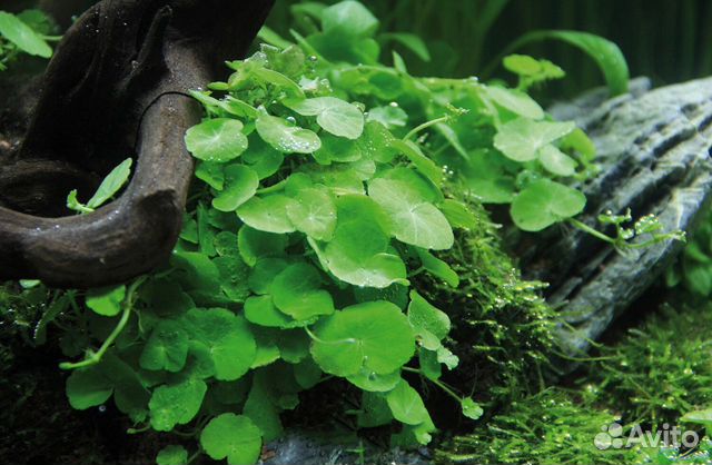 Растения водоросли для аквариума