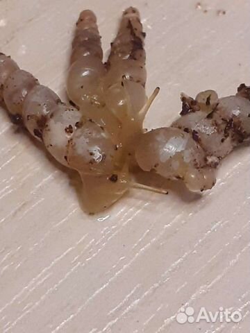 Улитки Субулина актона