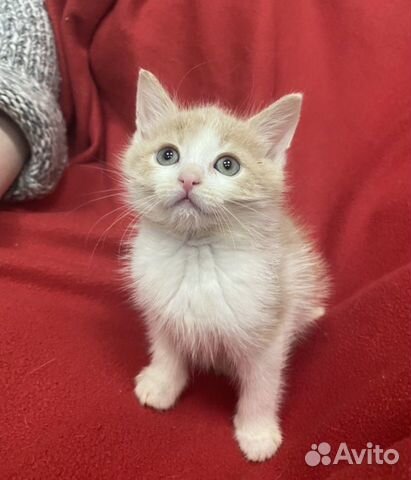 Котенок Пушок 2 месяца в дар