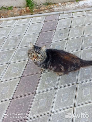 Крупный роскошный котик