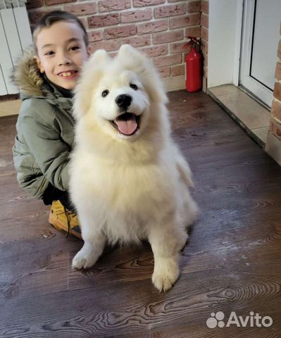 Классный щенок самоеда кобель