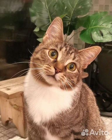 Кошка в дар