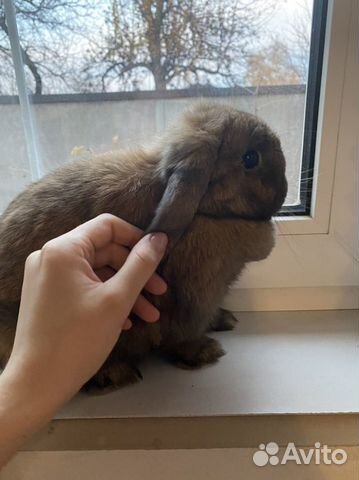 Декоративный кролик Mini Lop
