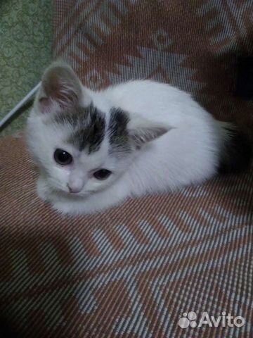 Котенок от британской кошки мраморного окраса