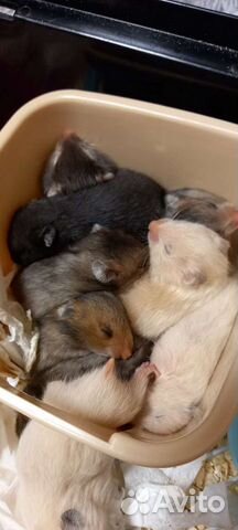 Серийские хомяки, малыши