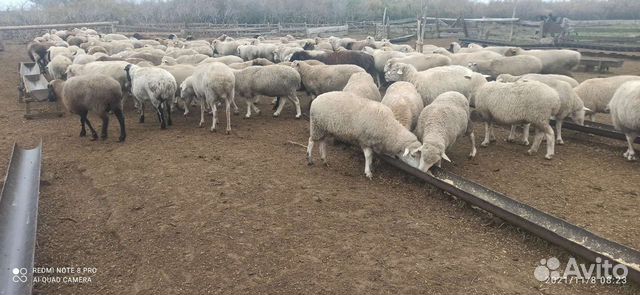 Матки с откорма