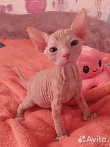 Донской сфинкс котята