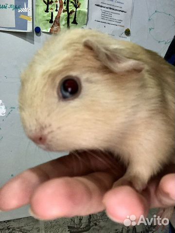 Морская свинка Американский крестед, мальчик