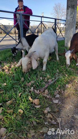 Бурский козёл