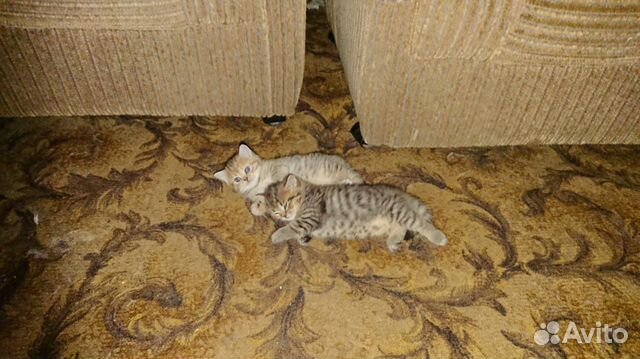 Скоттиш страйт котята