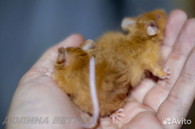 Забавные мышки рексы