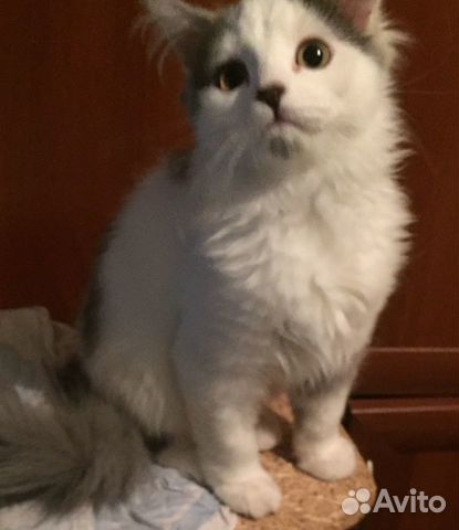 Пушистый котенок Пуш
