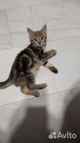 Британская кошка бесплатно