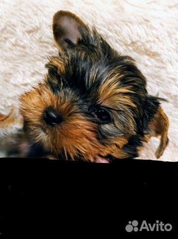 Йоркширский терьер мальчик