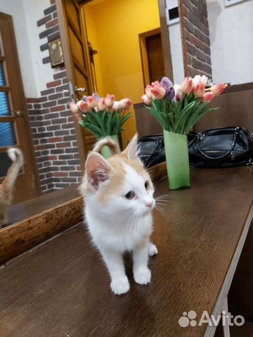 Кошка