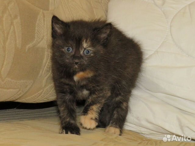 Котята в хорошие руки