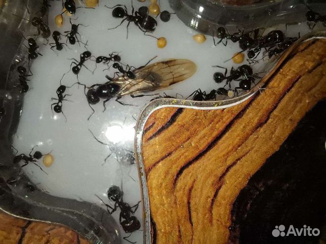 Муравьиная ферма с messor barbarus