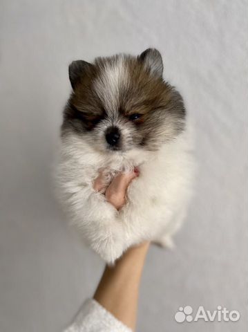 Немецкий шпиц